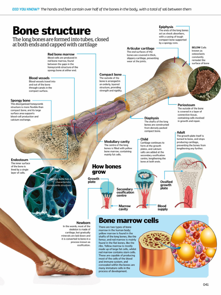 How It Works - Inside the Human body-41-60 | PDF