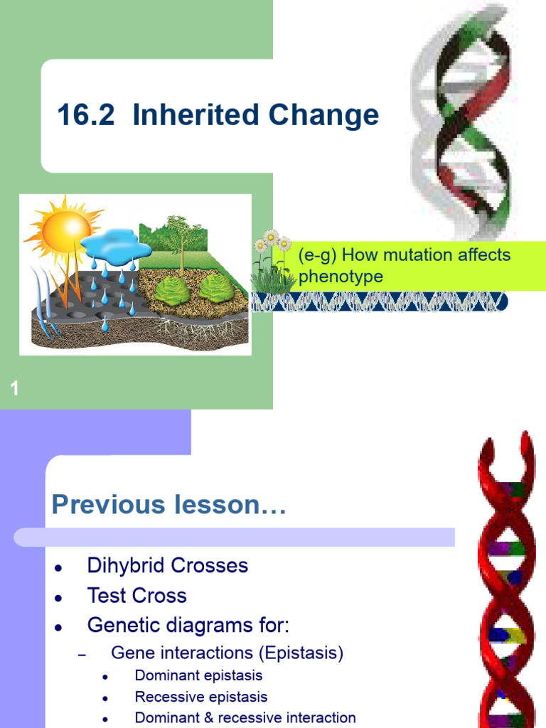 8 - 16.2 (E-g) - Mutation Affects Phenotype (Student).Ppt | PDF ...