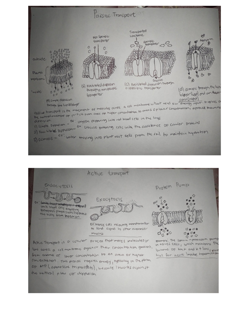 Cell Transport | PDF