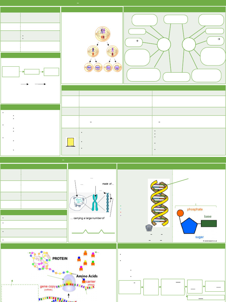 Mitosis vs Meiosis: Key Concepts Explained | PDF | Dominance (Genetics ...
