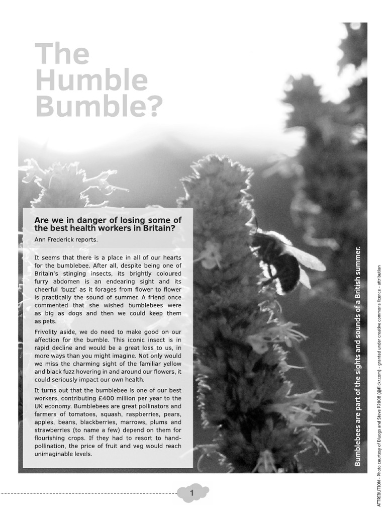 GCSE Style Reading and Writing Assessment - Bumblebees - Text ...