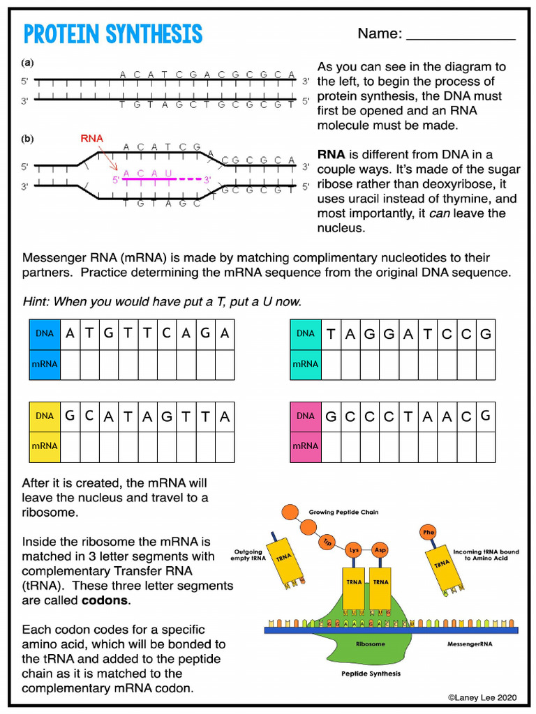 2024 Protein Synthesis Guided Practice | PDF