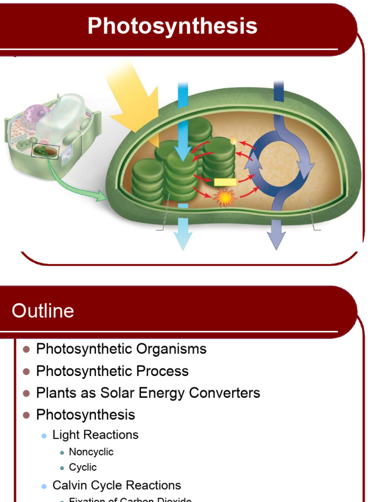 Chapter 10 Photosynthesis | PDF | Photosynthesis | Metabolism