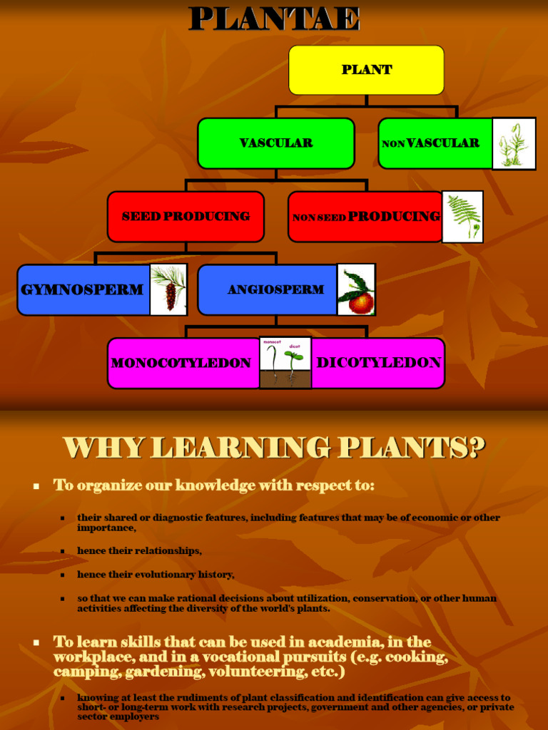 Plant Classification and Preservation Guide | PDF | Moss | Seed