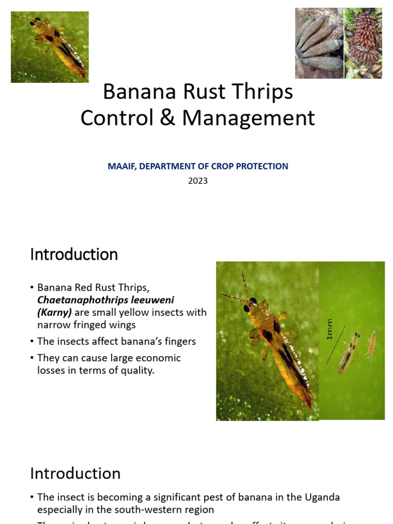 Banana Rust Thrips Presentation | PDF | Banana | Pest (Organism)