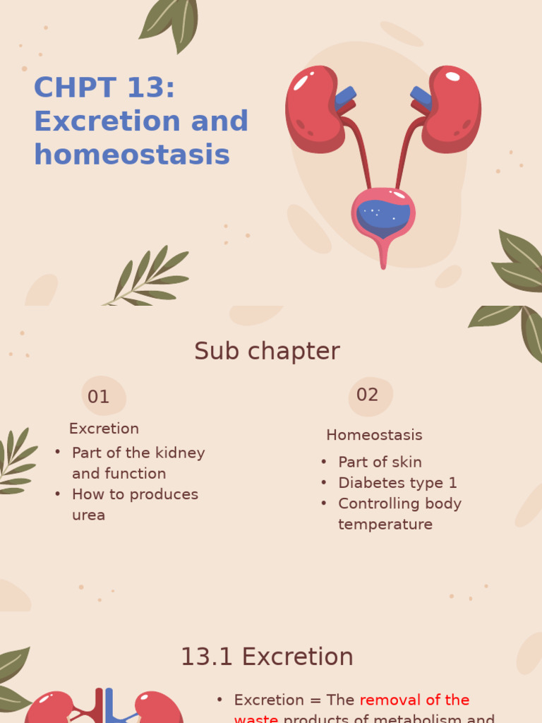 Excretion and Homeostasis Overview | PDF | Kidney | Homeostasis