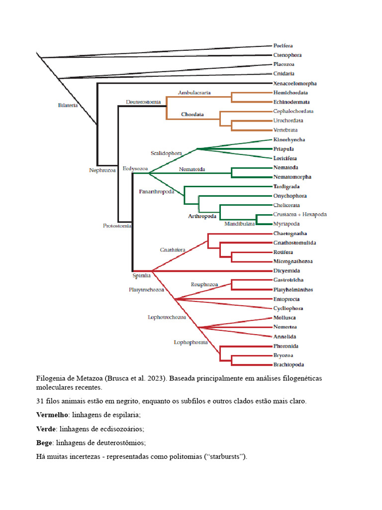 Filogenia Molecular de Metazoa | PDF