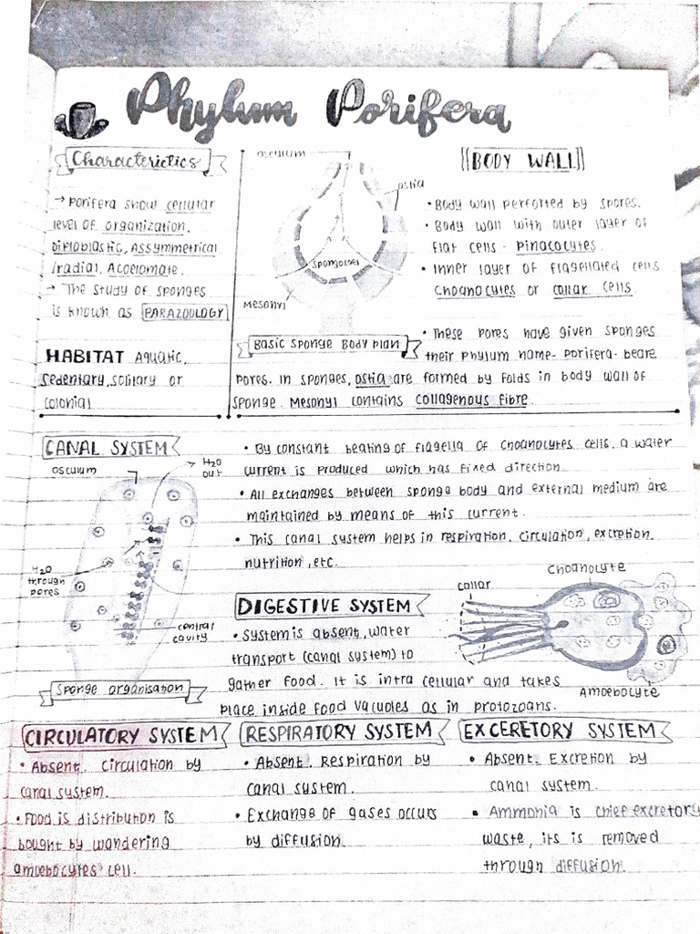 Zoology Notes | PDF