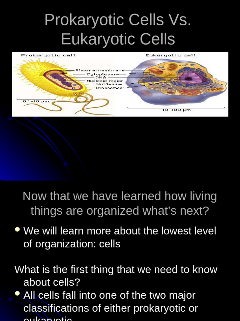 Prokaryotic vs. Eukaryotic Cells | PDF | Cell (Biology) | Eukaryotes