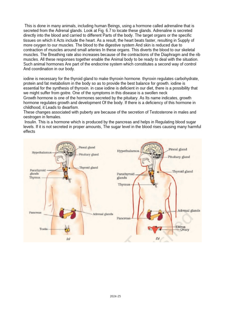 Endocrine | PDF