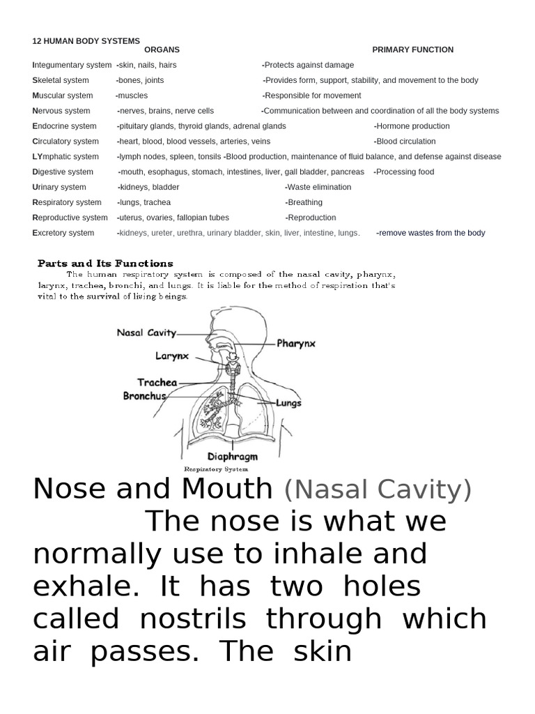 12 Human Body Systems | PDF | Human Body | Larynx