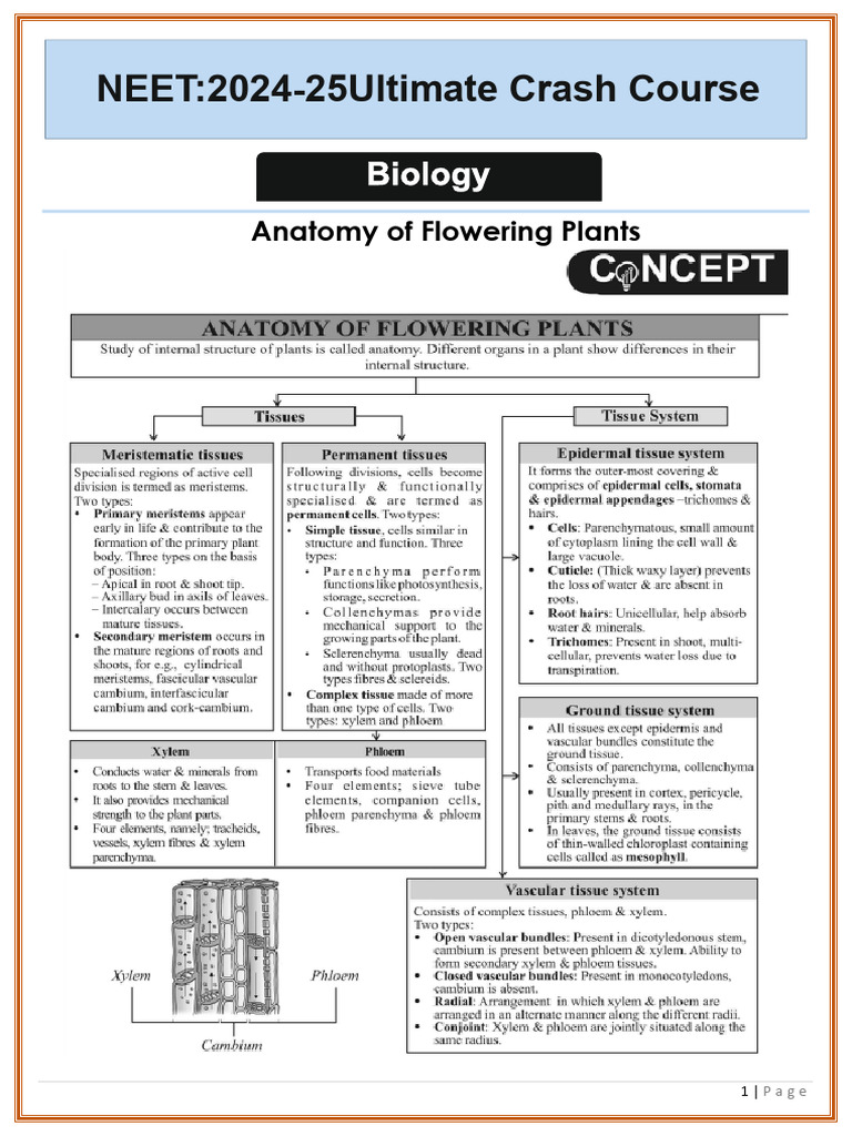 NEET 2024 Plant Anatomy Crash Course | PDF | Plant Stem | Tissue (Biology)
