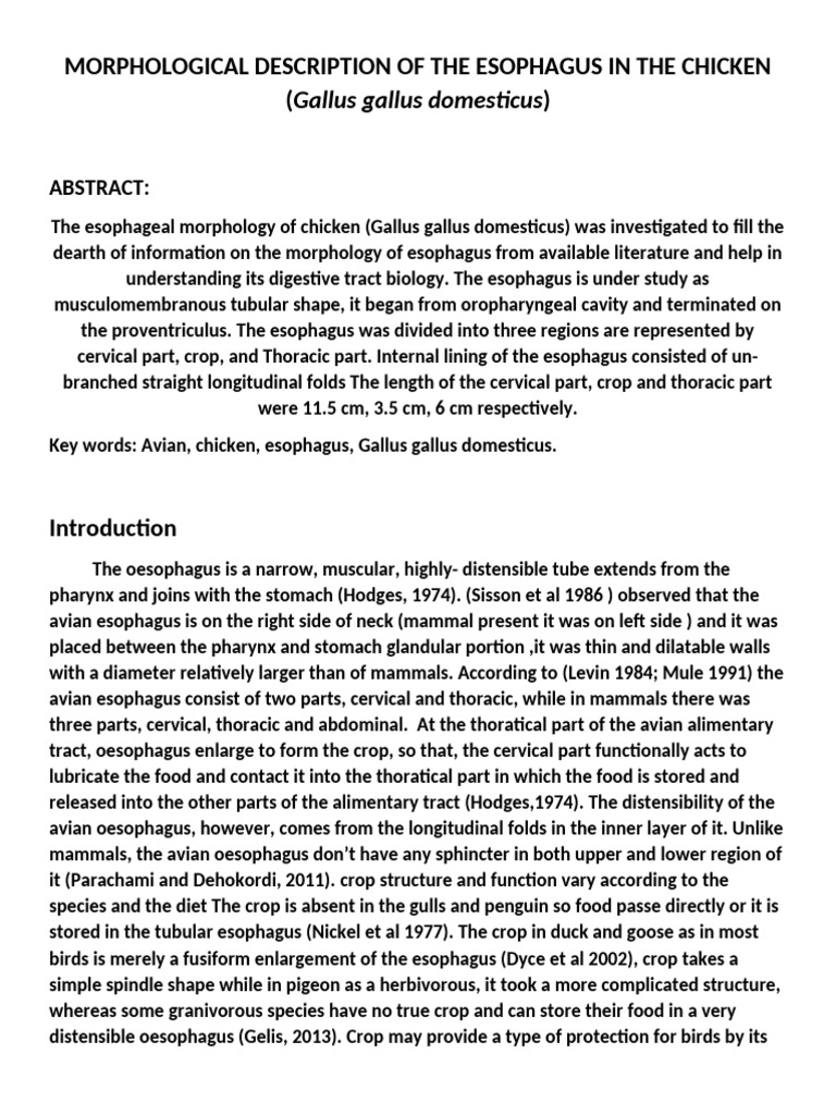 Morphological Description of The Esophagus in The Chicken | PDF ...