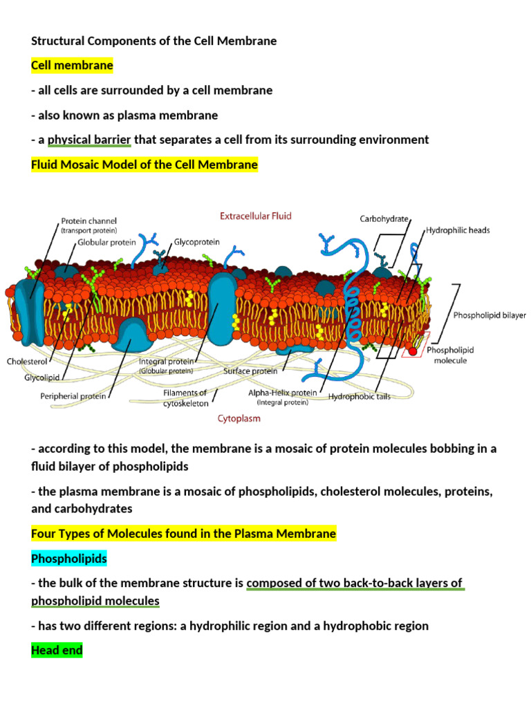 Cell Membrane Structure and Function | PDF | Cell Membrane | Molecular ...