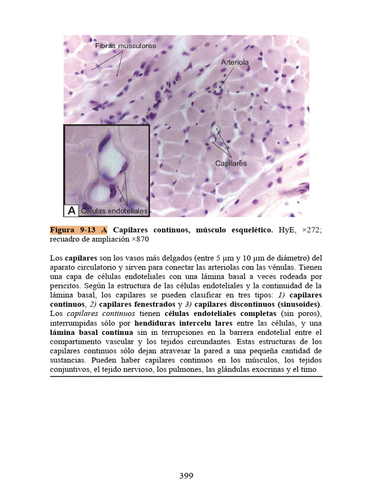 T3 Láminas capilares | PDF | Capilar | Bazo