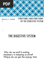 Grade 4 Science: Digestive System Overview | PDF | Digestion | Human ...