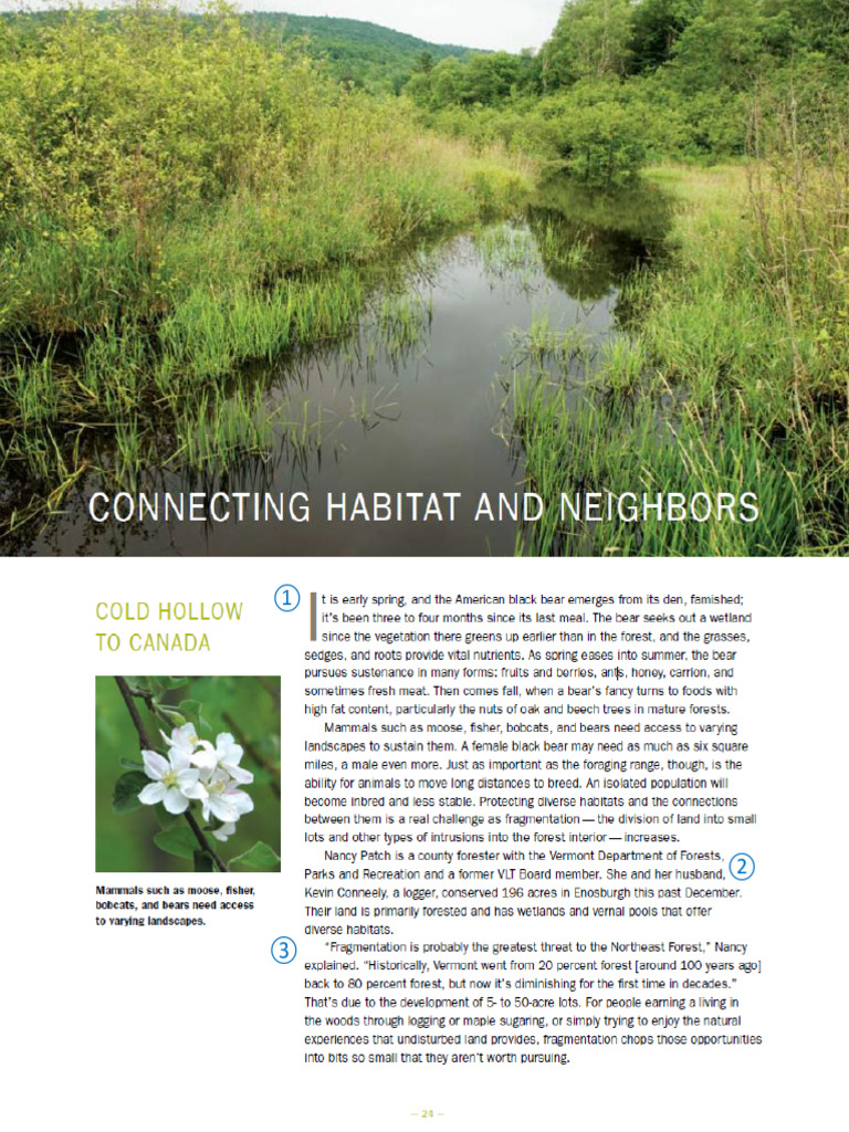 Document Placeholder Content | PDF