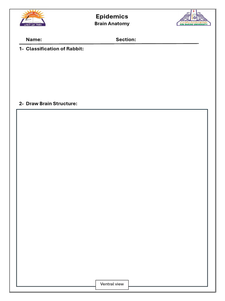 Brain Sheet | PDF