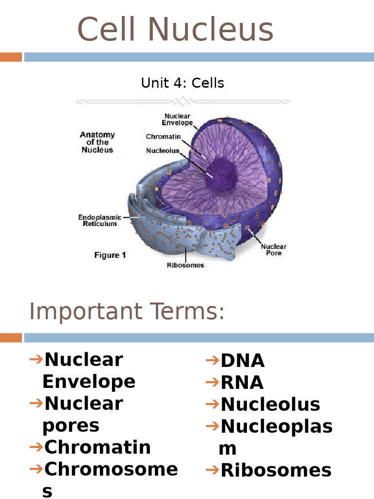 Unit 4_ Cells - Cell Nucleus | PDF | Cell Nucleus | Cell (Biology)