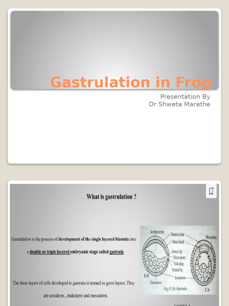 Gastrulation in Frog | PDF