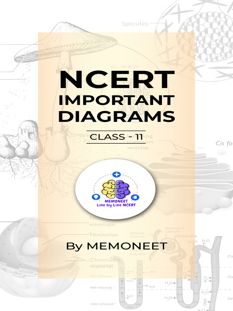 Class 11 - Biology Important Diagrams | PDF | Leaf | Bacteria