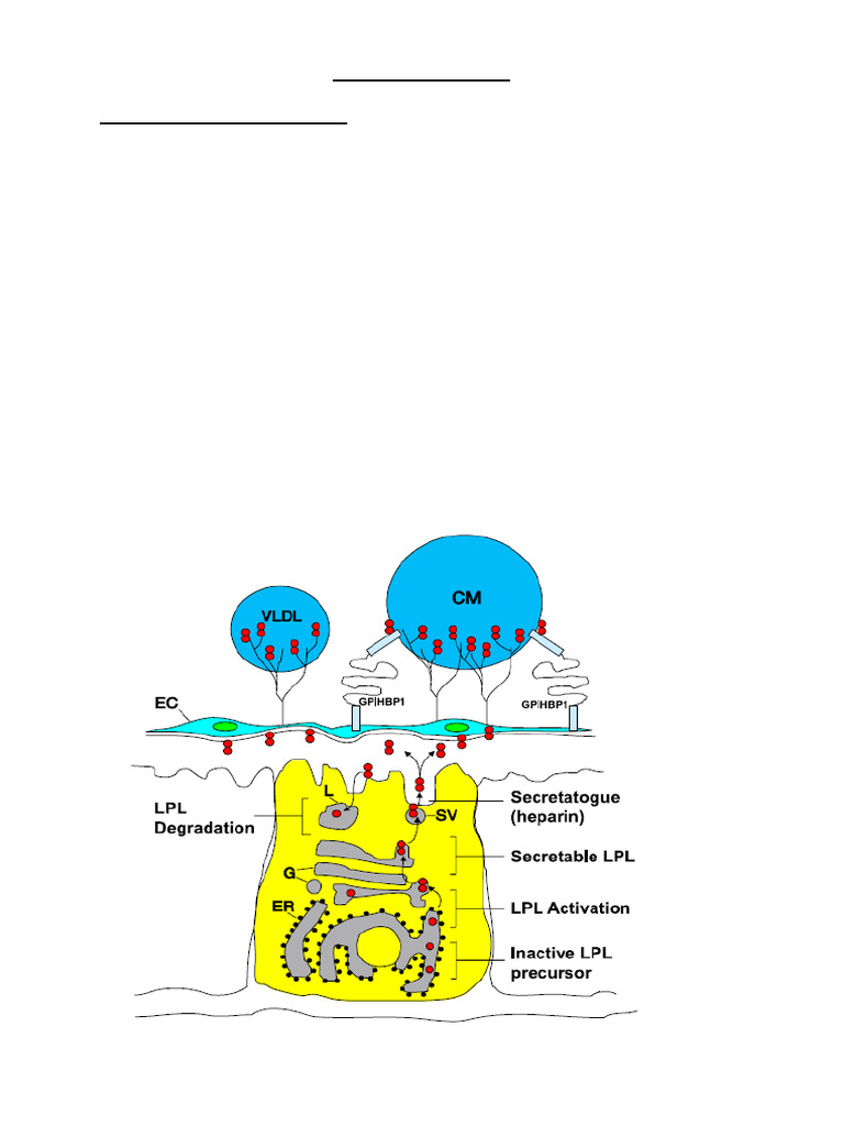 Tissue-Specific Aspects of Lipoprotein Lipase (LPL) LPL Deficiency ...