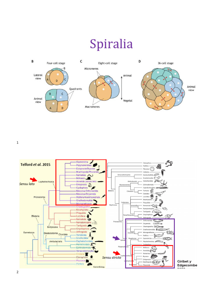 Protosotmia - Spiralia - Gnathifera | PDF | Zoología | Biología
