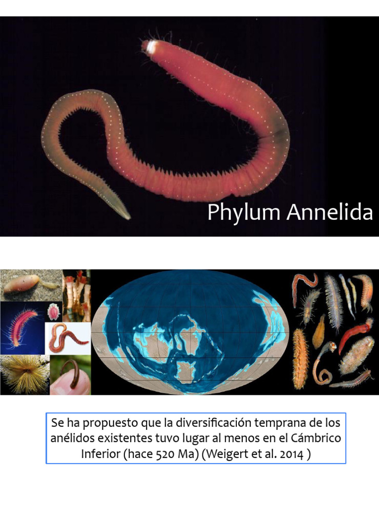 Nemertea - Annelida | PDF