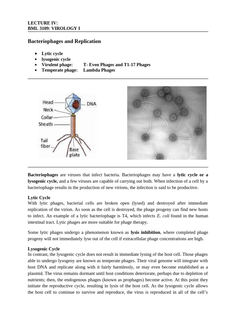 Bacteriophages, Lysogeny and Lytic Cycles | PDF | Bacteriophage | Microbiology