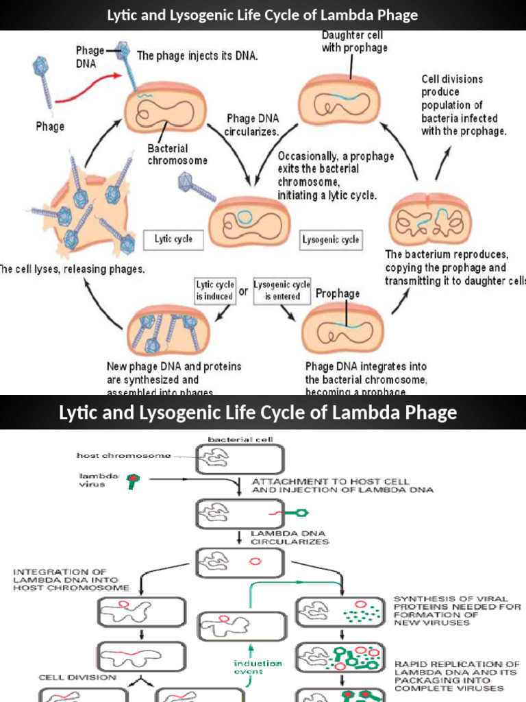 Lambda Phage Life Cycle Explained | PDF