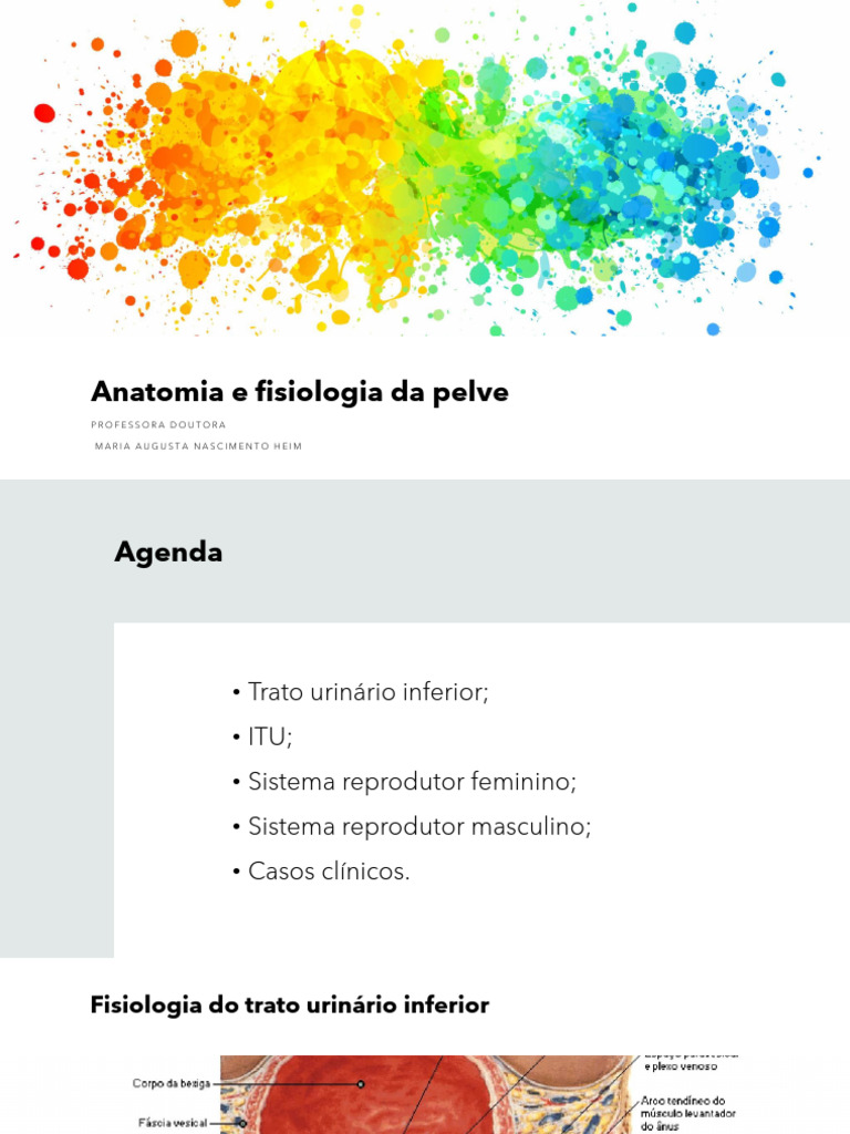Anatomia da Pelve: Trato Urinário e Reprodutor | PDF | Vagina | Sistema ...
