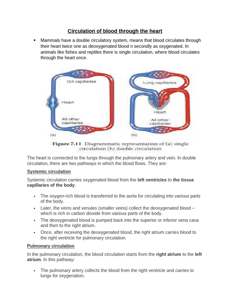 Circulation of Blood Through The Heart | PDF | Circulatory System ...