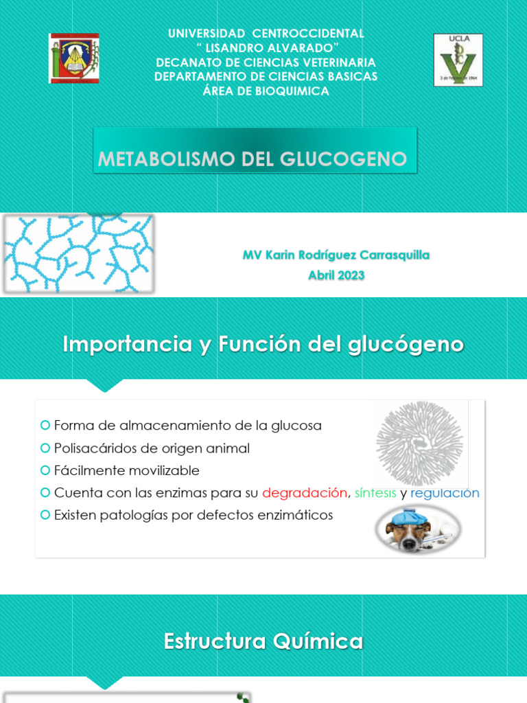 Metabolismo del Glucógeno: Función y Rutas | PDF