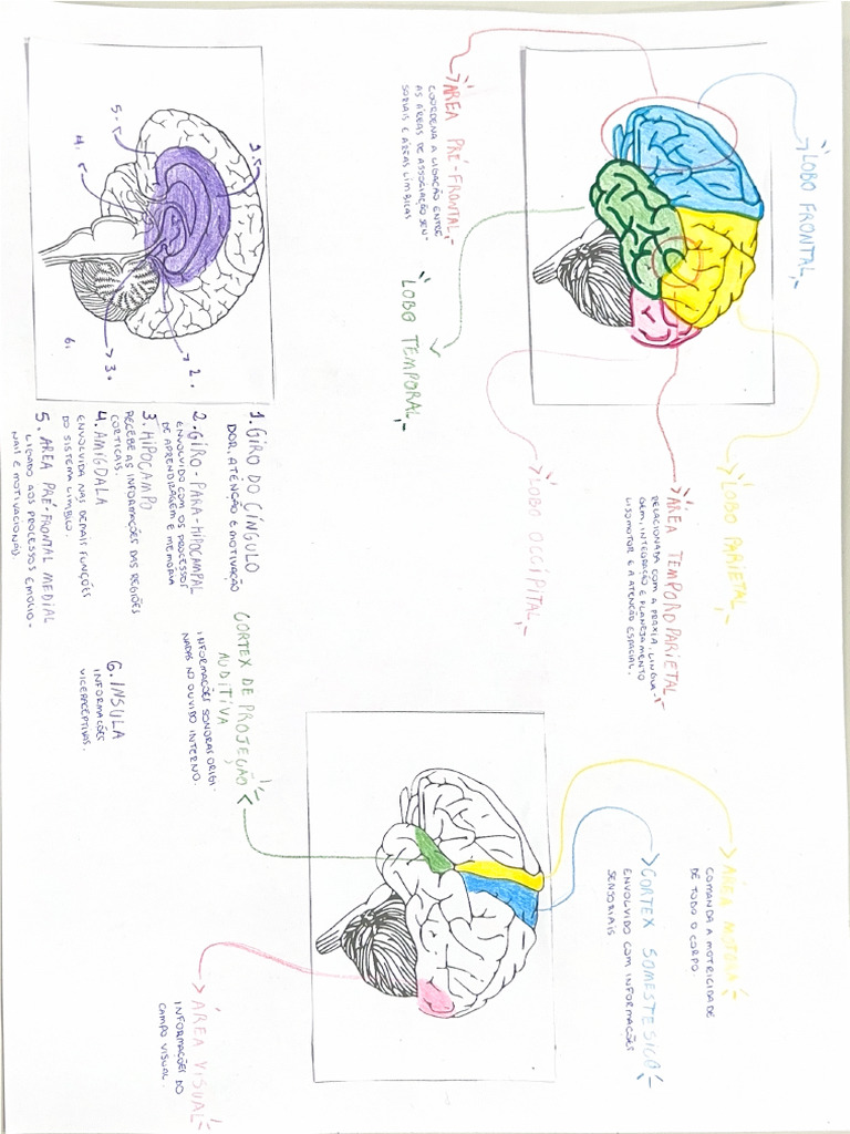 Giro Do Cíngulo | PDF