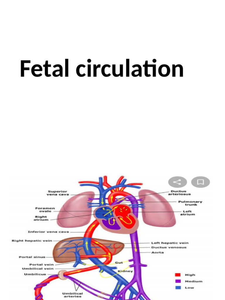 fetal circulation | PDF