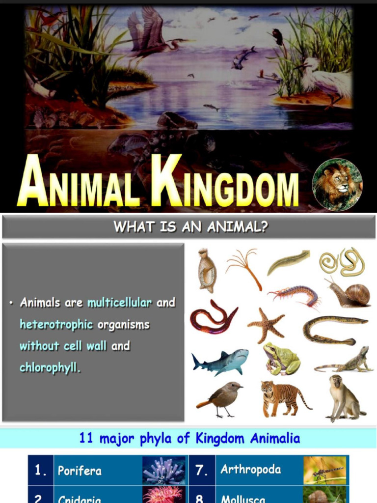 Animal Kingdom Part 1 | PDF
