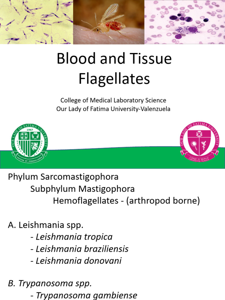 4 Blood and Tissue Flagellates | PDF | Parasitology | Medical Specialties