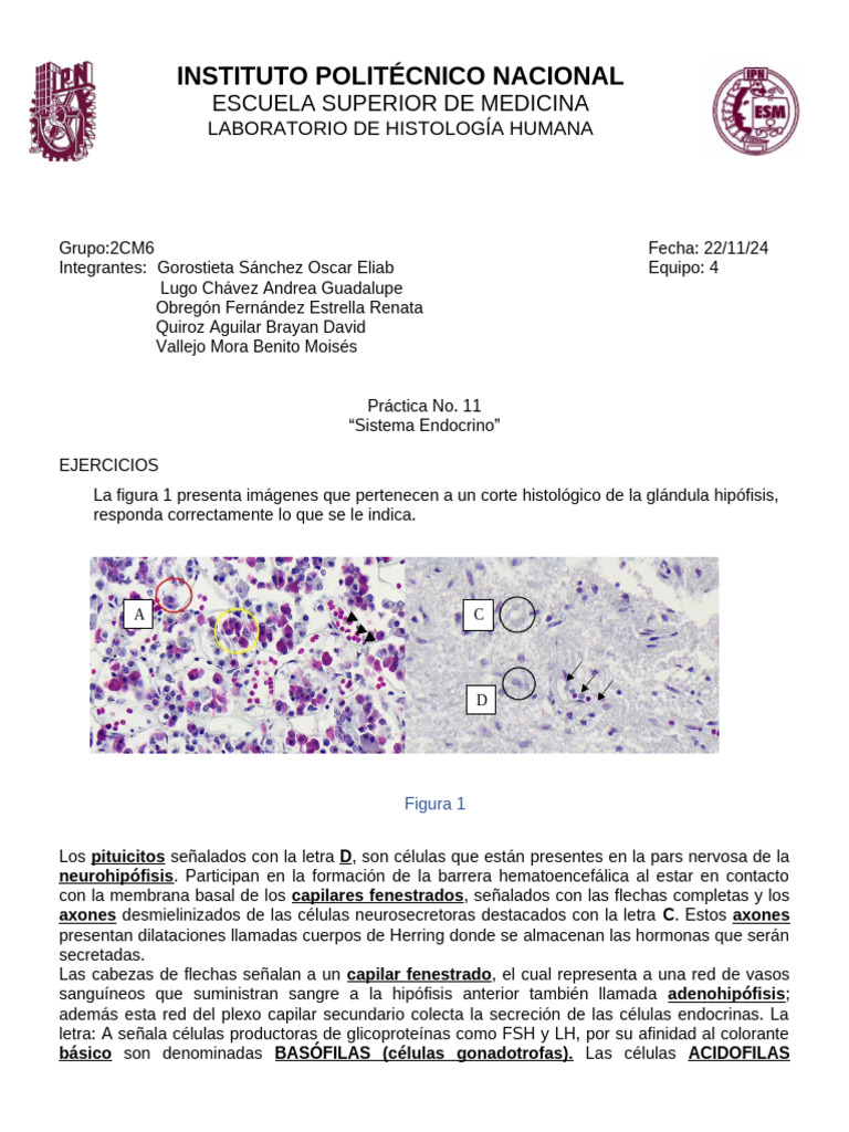 Práctica Histo | PDF | Hormona luteinizante | Hormona