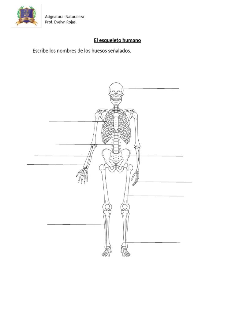 El Esqueleto Humano | PDF