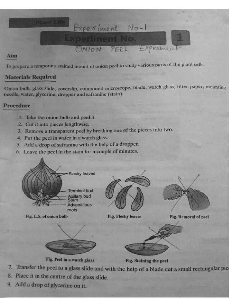 Onion Peel Experiment 1740740734 | PDF