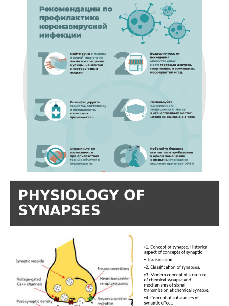 Physiology of Synapses 2 | PDF | Chemical Synapse | Synapse