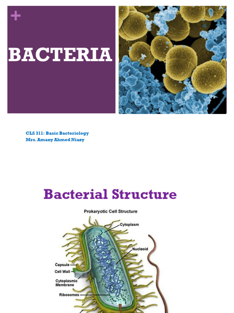 Bacterial Structure and Function Overview | PDF | Bacteria | Cell (Biology)