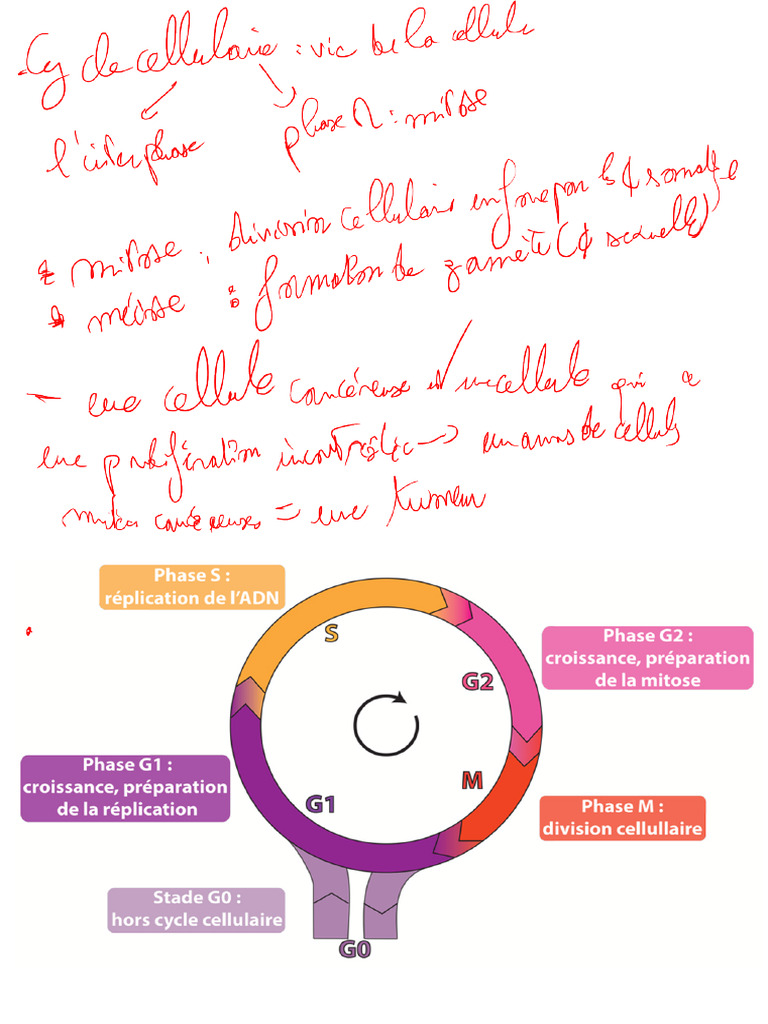 Le Génotype Des Individus COURS | PDF