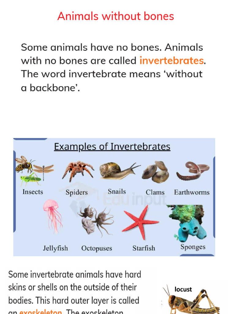 Animals without bones | PDF