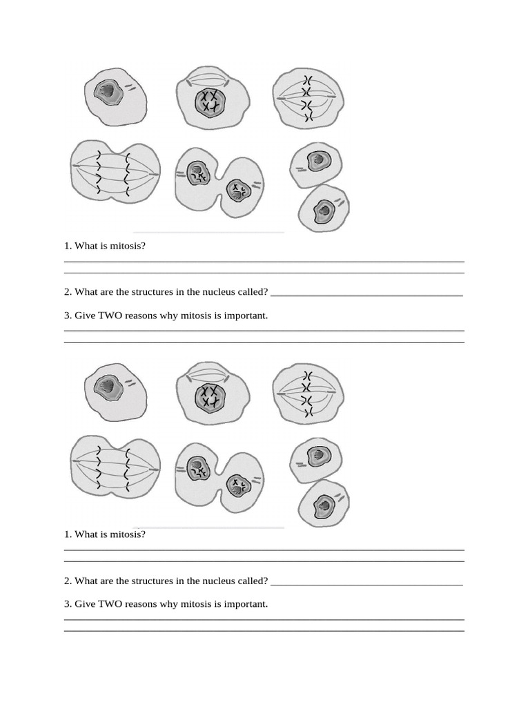 Mitosis Worksheet | PDF