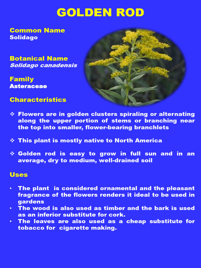 Flora Solidago Canadensis | PDF