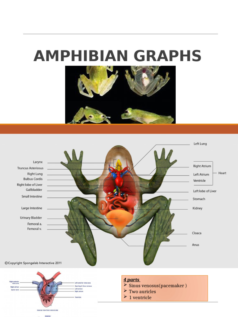 Amphibian Graphs 7 - 12 | PDF | Heart | Atrium (Heart)