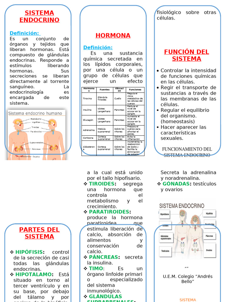 Tripticos | PDF | Sistema endocrino | Hormona