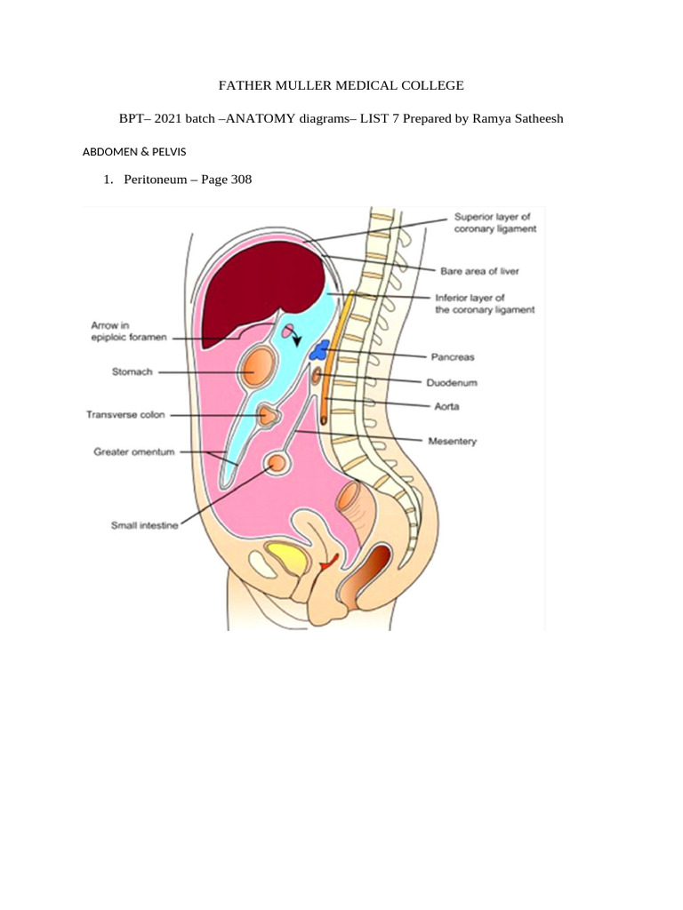 Anatomy Diagrams for BPT 2021 Batch | PDF | Pancreas | Stomach