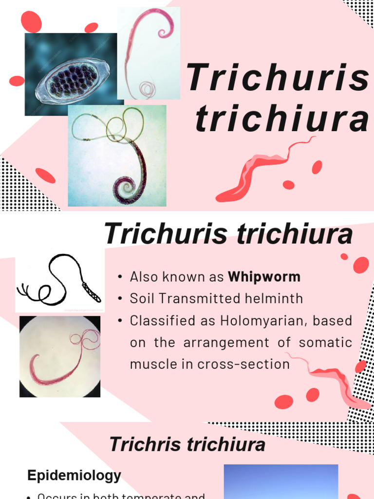 Trichuris Trichiura Report | PDF | Diseases And Disorders | Medical ...